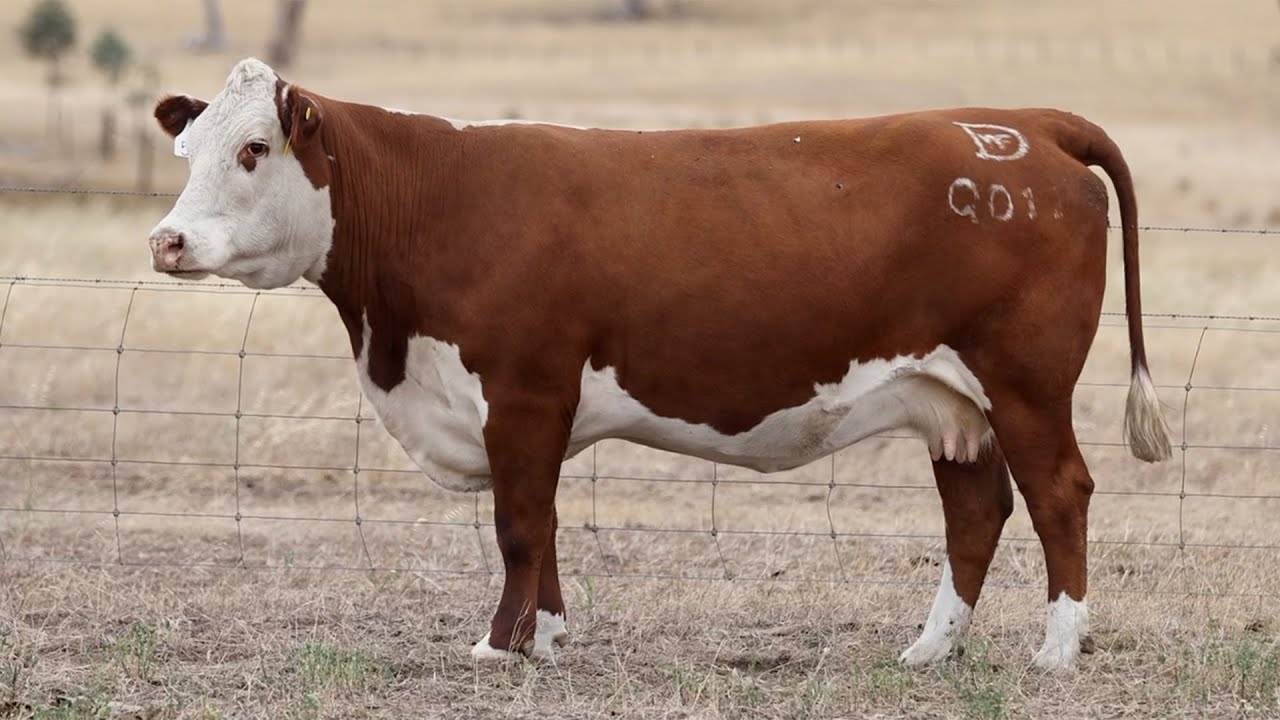 Lot 57 DAYQ011 Days Whiteface Mature Cow Dispersal 2025 - YouTube