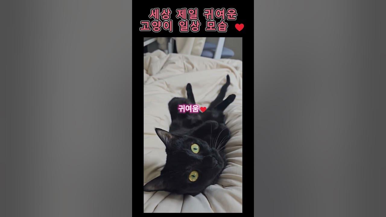 세상에서 제일 귀여운 고양이 영상 Youtube