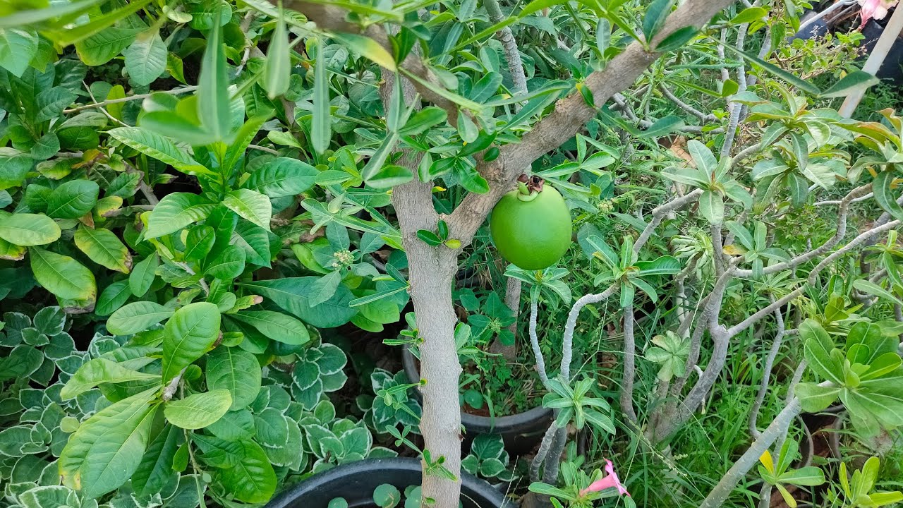 தெய்வீக பலன் தரும் திருவோடு மரக்கன்று. Crescentia cujete/ Thiruvodu ...