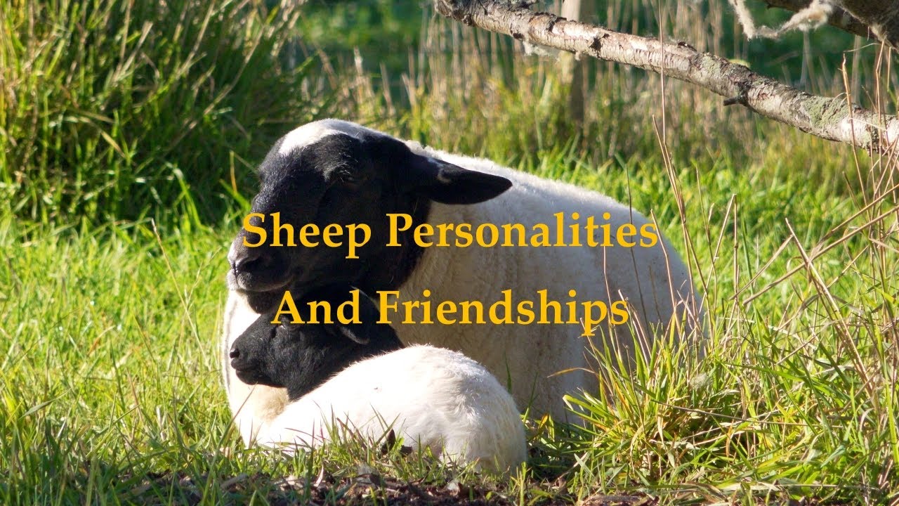 Sheep Personalities and Friendships - YouTube