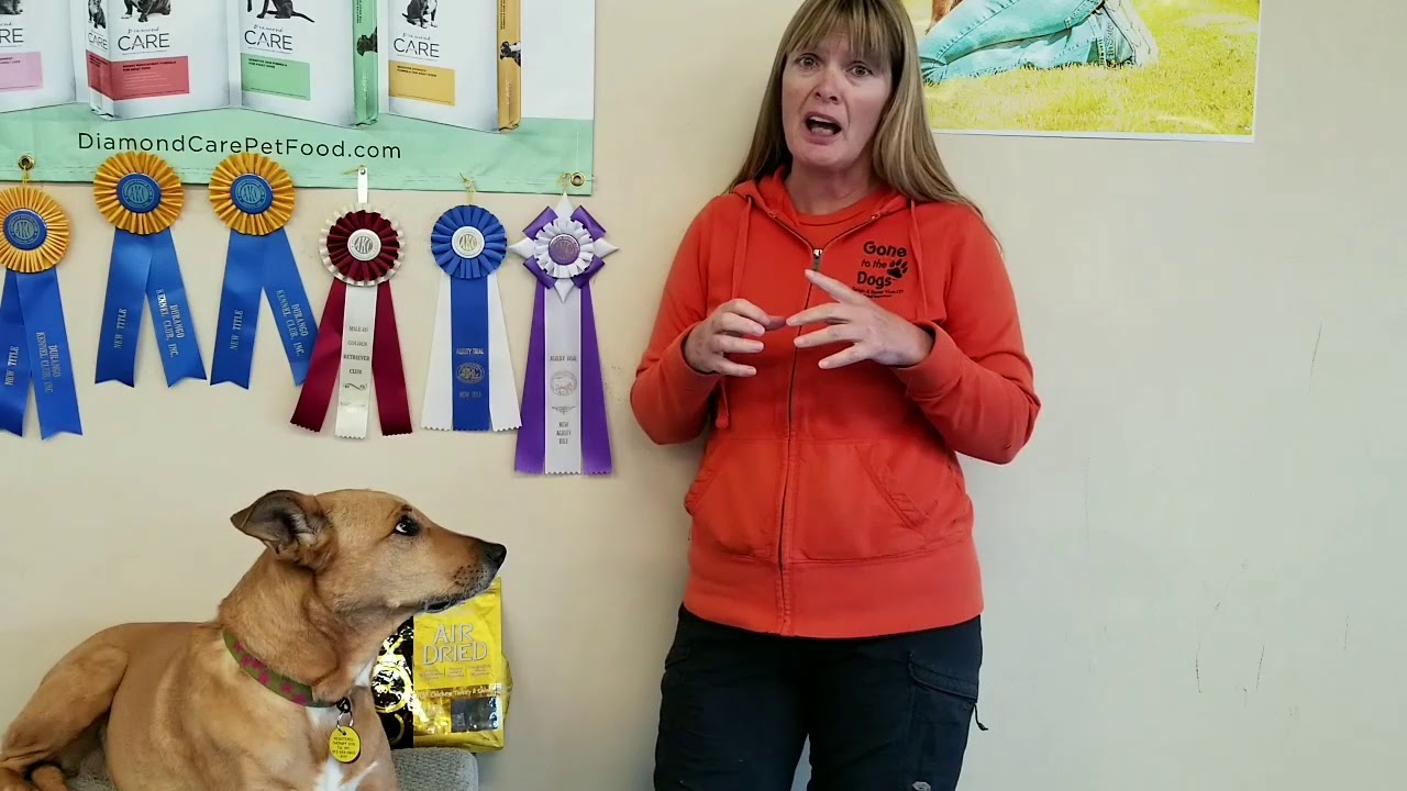 Orientation for classes at Gone to the Dogs with Laura Bussing, CPDT-KA ...