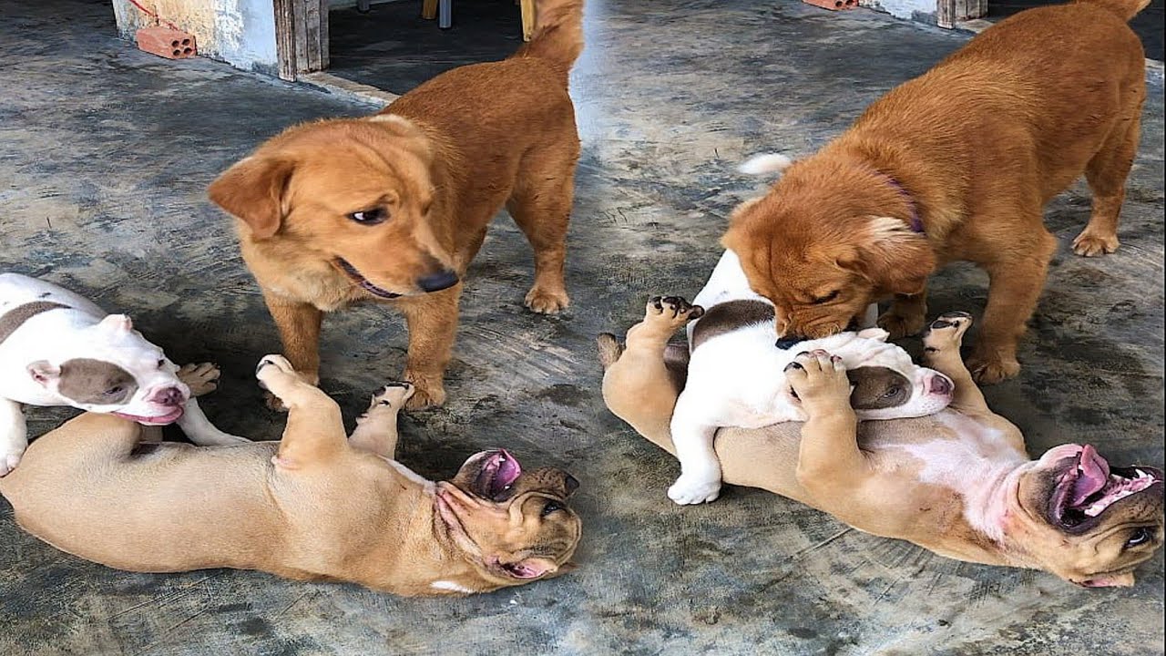 American bully and American bully puppy play together American bully ...
