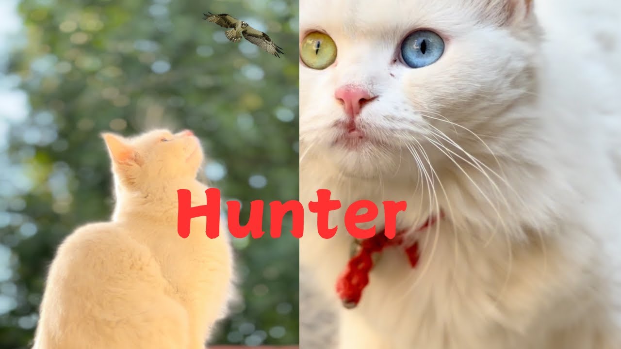 Domestic cat hunts bird | Cat Catching Bird Video Compilation ...