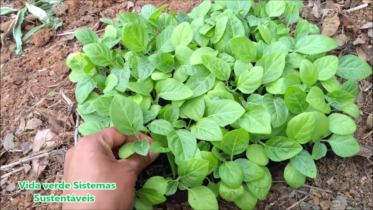 Como plantar jiló - YouTube