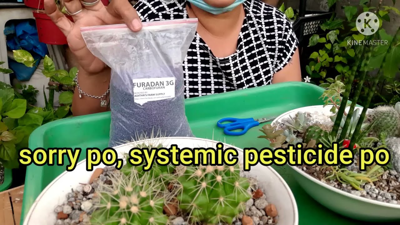 How to use Furadan insecticide - YouTube