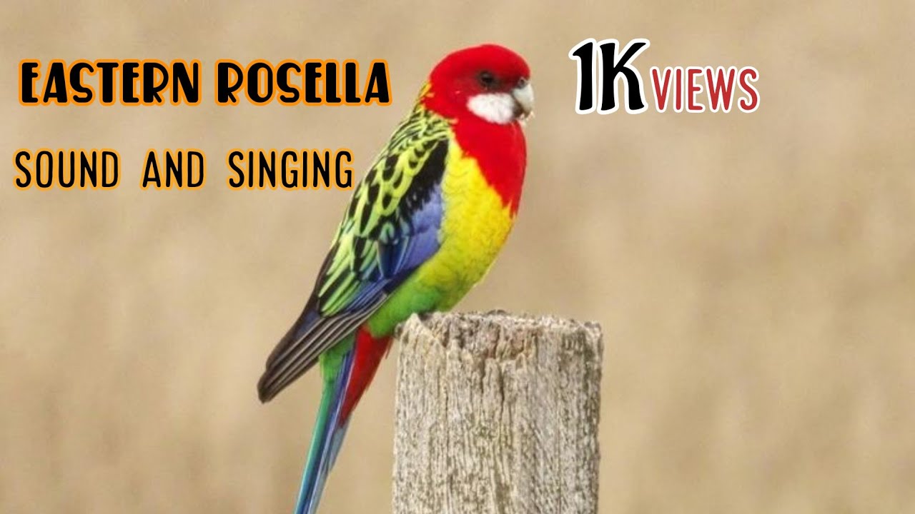 Rosella bird best sound and singing . if you want your bird sing play ...