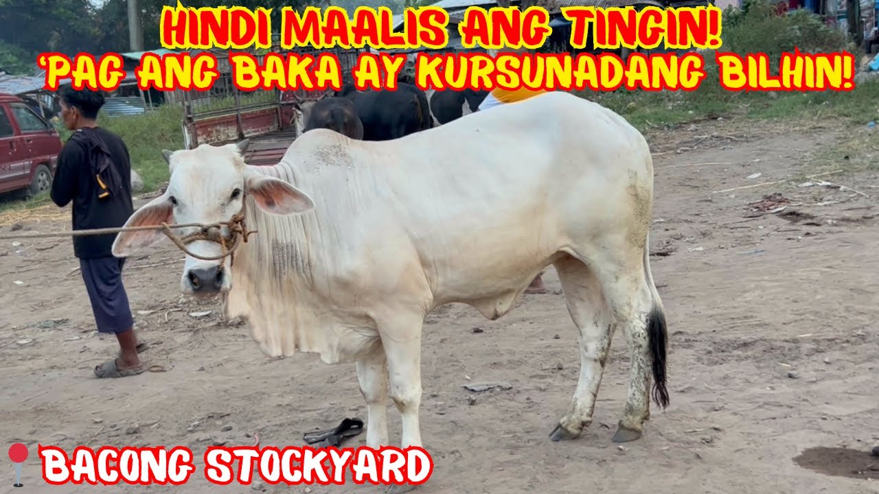 HINDI MAALIS ANG TINGIN! ‘PAG ANG BAKA AY KURSUNADANG BILHIN! | BACONG ...