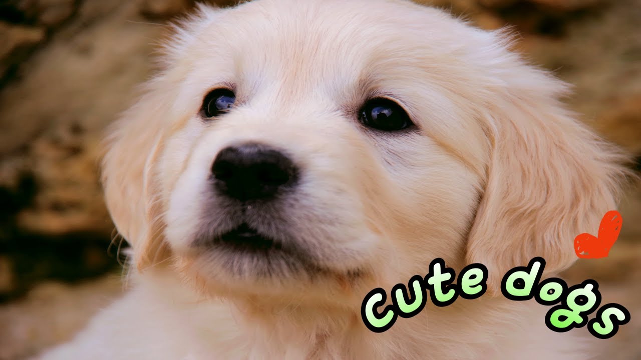 Cute dogs will change Your Mood for Good. 🐶💕#funny dog #cute puppies # ...
