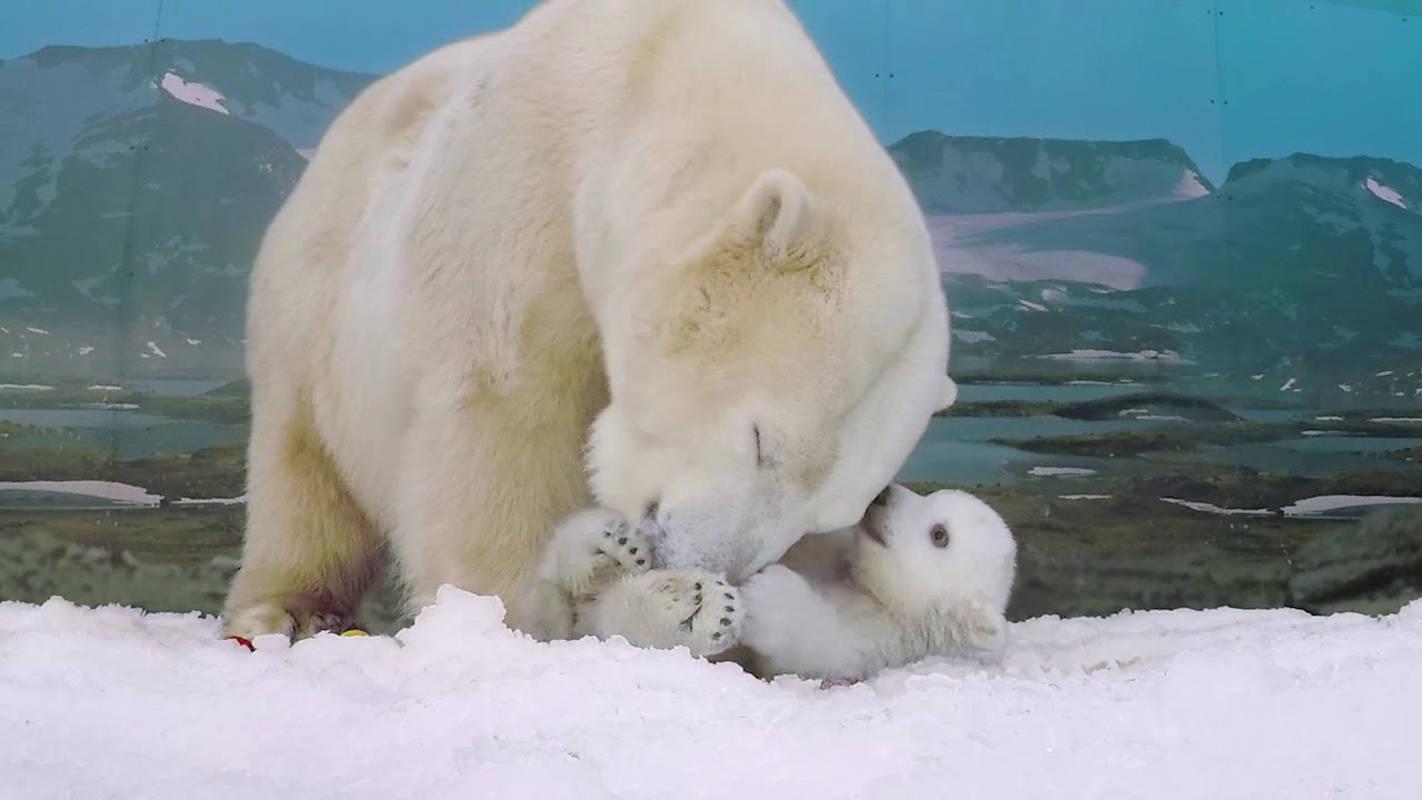 Oh Boy!! Meet our polar bear cub! - YouTube