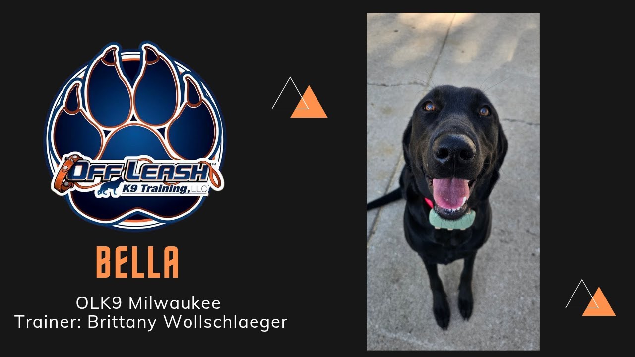 1 Y/O Lab Mix “Bella” / Obedience Transformation - 2 WK BNT/ Milwaukee ...