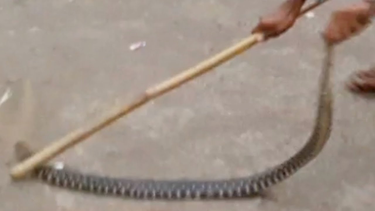 Mumbai Snake Rescue - Meet the World's Most Smartest Snake Rescuer ...