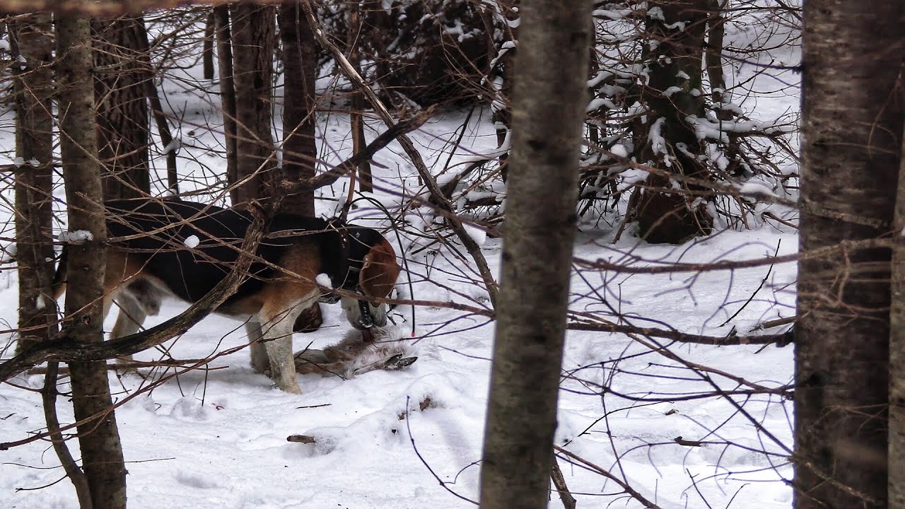 .22LR Handgun Snowshoe Hare Hunt in Michigan's UP - YouTube