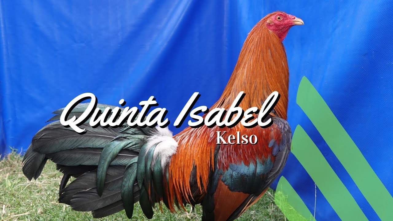 Quinta Isabel. kelso 3 placa 606 NO DISPONIBLE 7/DIC/23 - YouTube