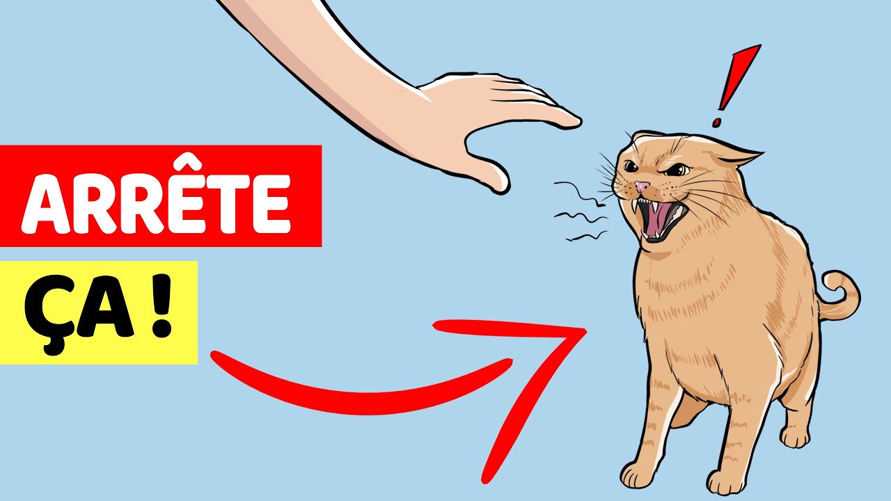 15 Erreurs Terribles Que Font Les Propriétaires De Chats Youtube
