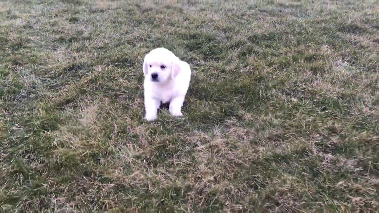 Kaiden Golden Retriever Puppy for sale - YouTube