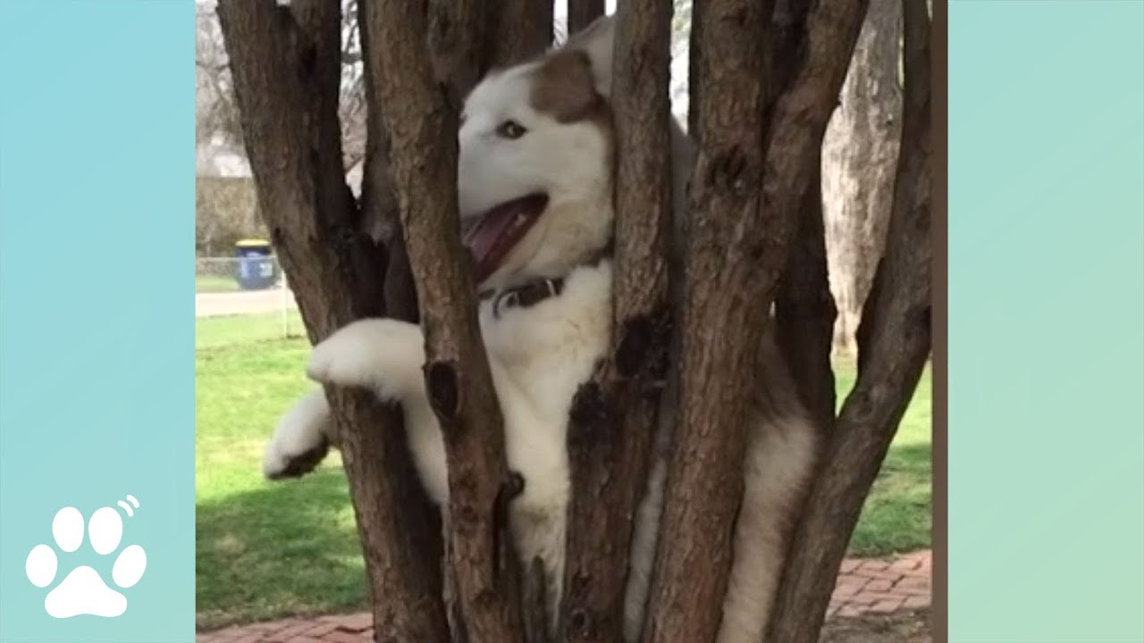 Funniest Dogs of the Week 🐶 | Doggo Friday - YouTube