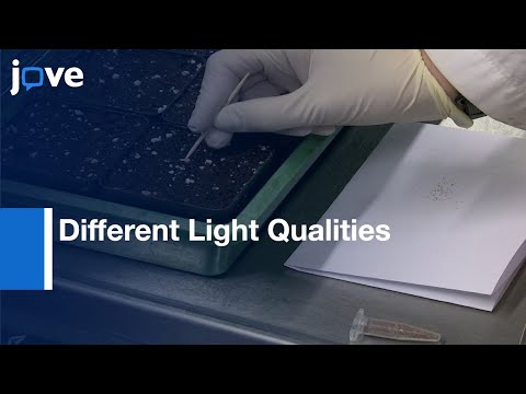 Analysis: Arabidopsis thaliana Growth Behavior In Different Light Qualities l Protocol Preview