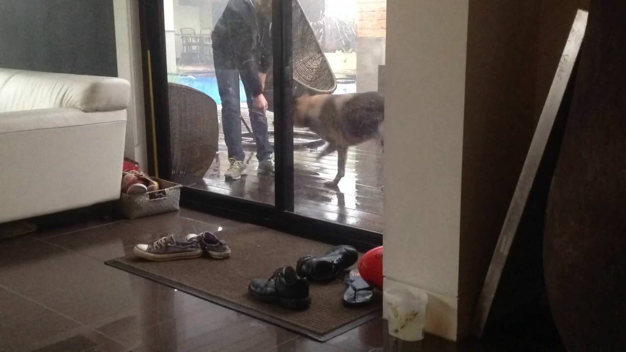 Time lapse: Deranged Dog - YouTube