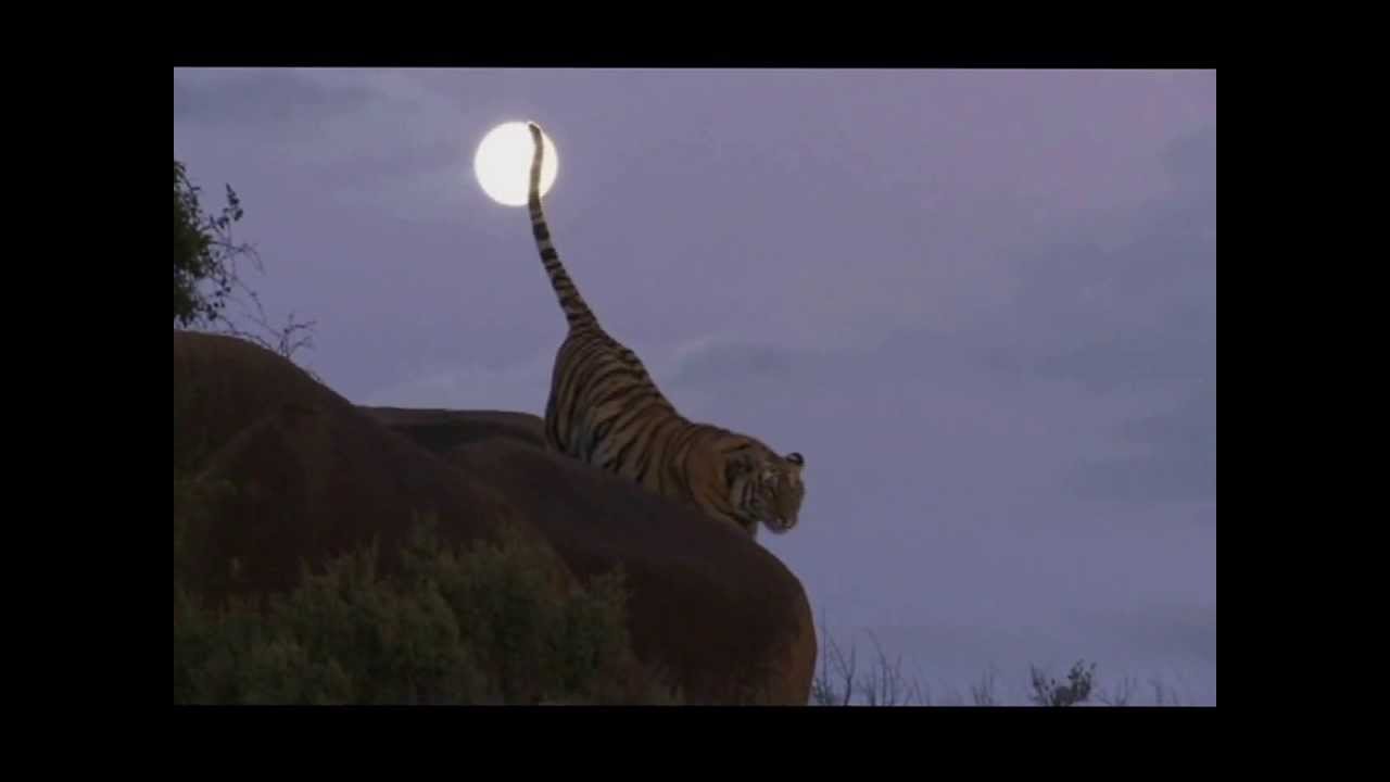 Help save the tiger. Tigers need your help! Create awareness about the ...