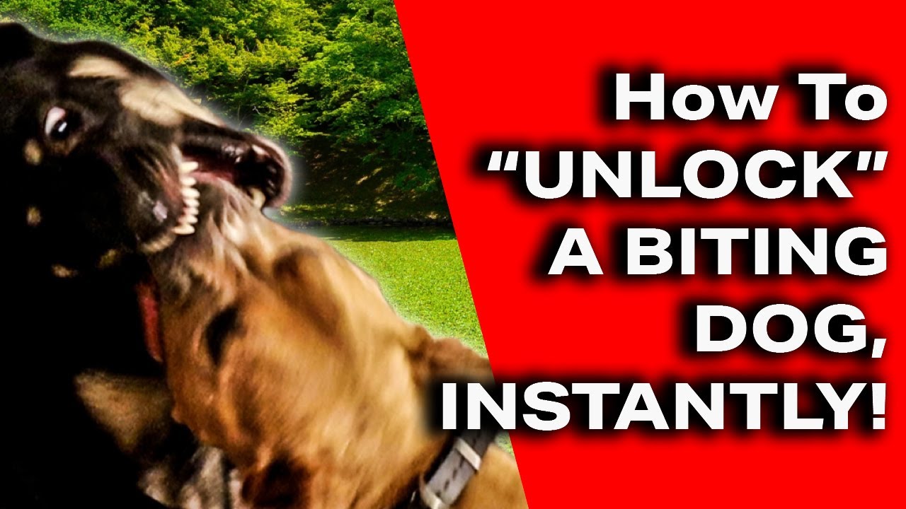 How To Stop A Dog Fight Instantly Unlock A Biting Dog In SECONDS how-to-stop-a-dog-fight-instantly-unlock-a-biting-dog-in-seconds