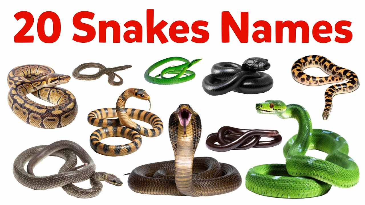 Snake Names for Kids | Learn 20 Types of Snakes in English | Preschool ...