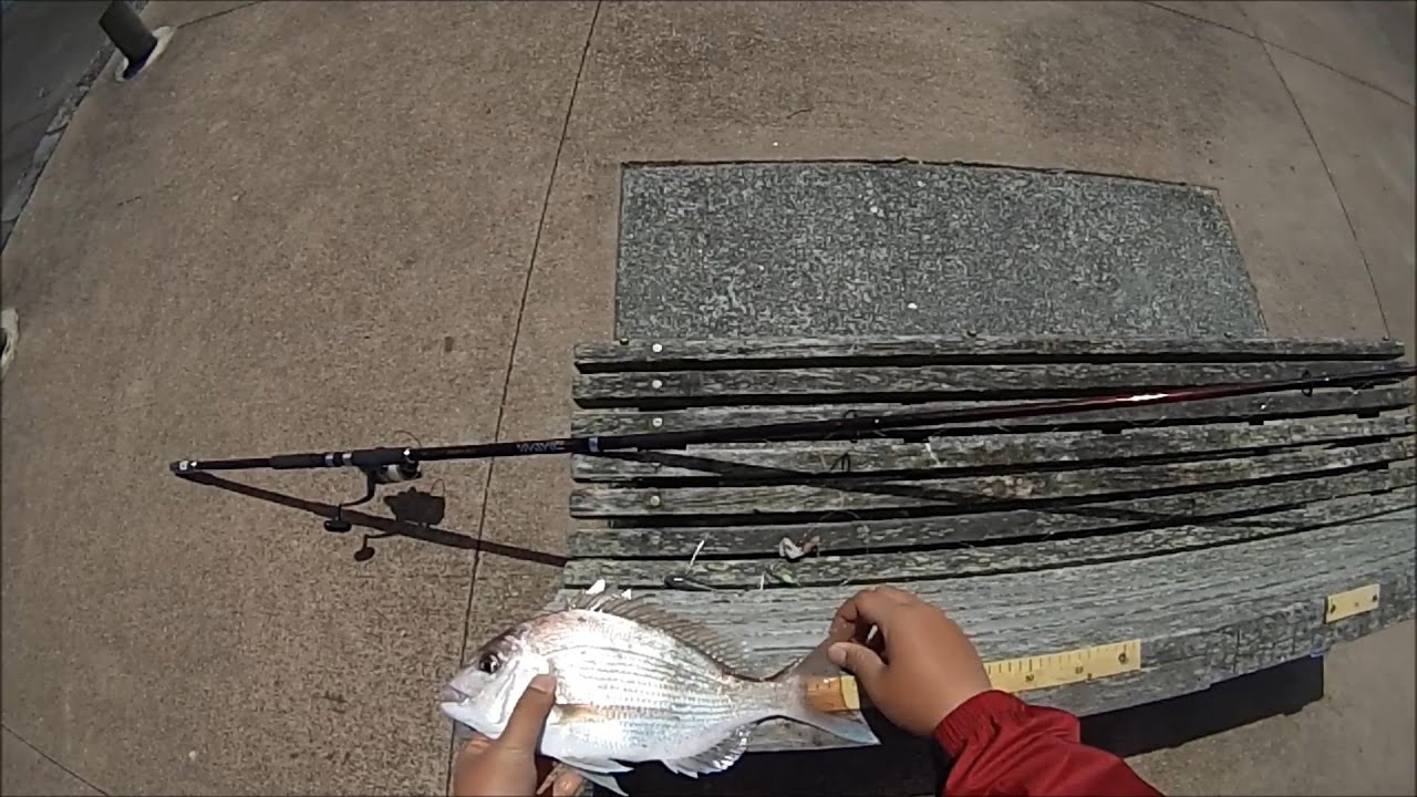 NZ Basic Fishing | Jetty | Stingray & Snapper - YouTube