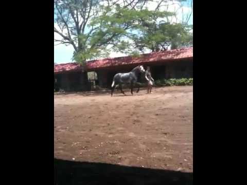 Escriptor out of Escobano 3 year old PRE stallion and horse