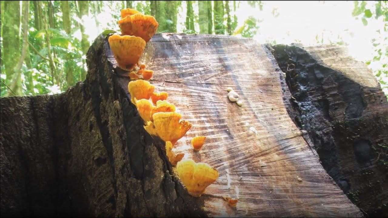 Fungi for Land - Full Profile - YouTube