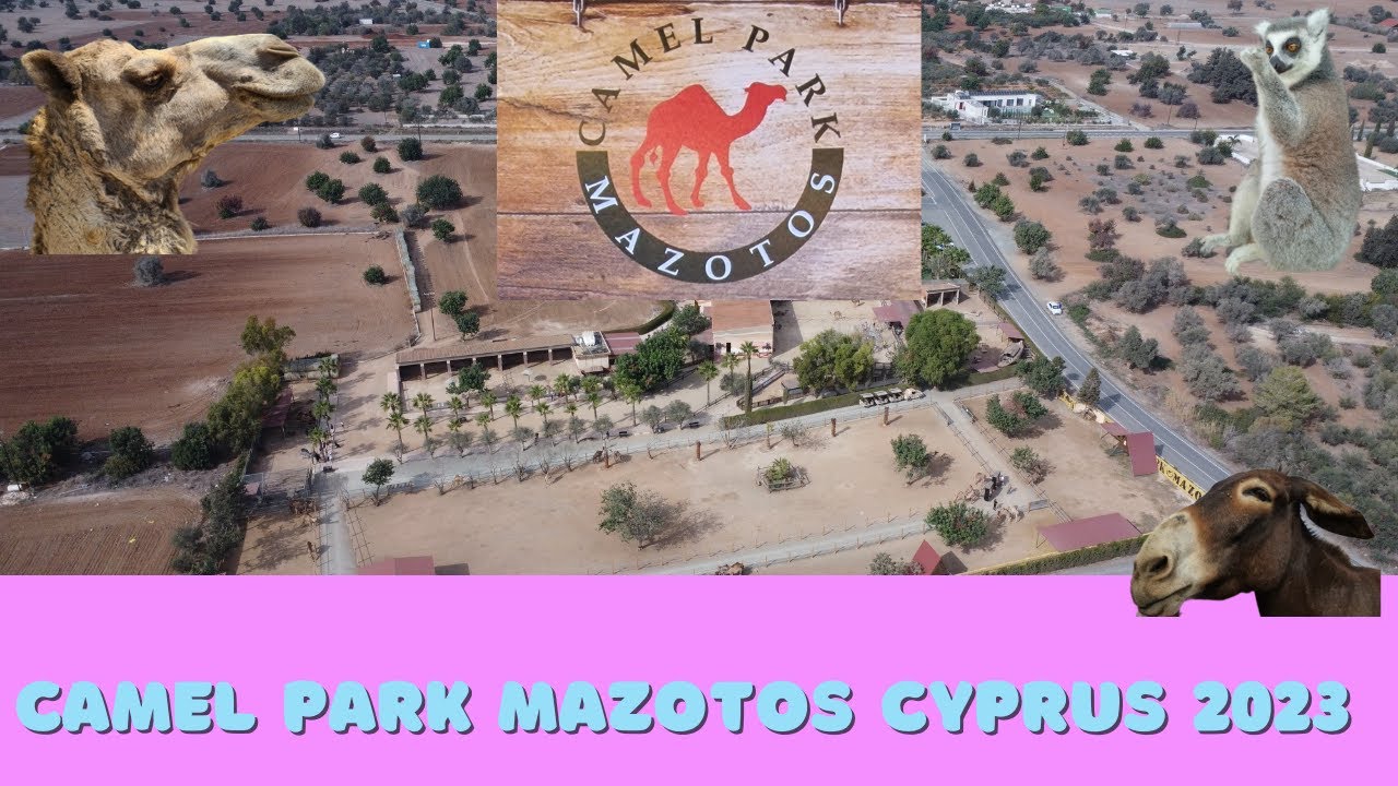 Camel Park Mazotos Cyprus Sat 11th Nov 23 - YouTube