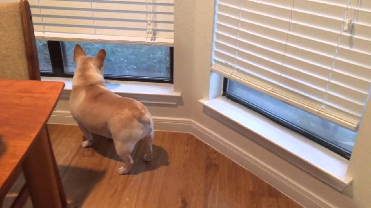 The cat is finally at the window! - YouTube