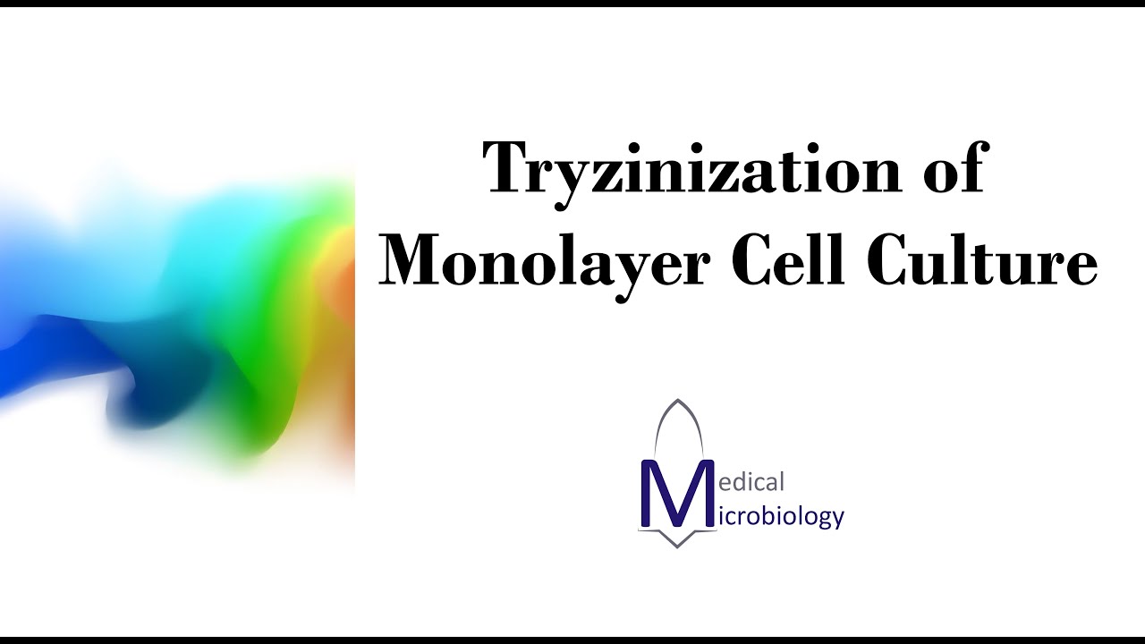 Trypsinization of monolayer cell culture MED-MICRO KKU - YouTube