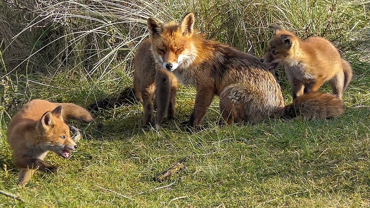Fox with 4 little cubs - Part 2 Growing up.. - YouTube