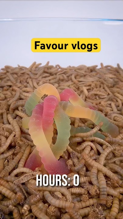 mealworms vs gummy worms and wasabi nuts #timelapse #mealworms #tiktok ...