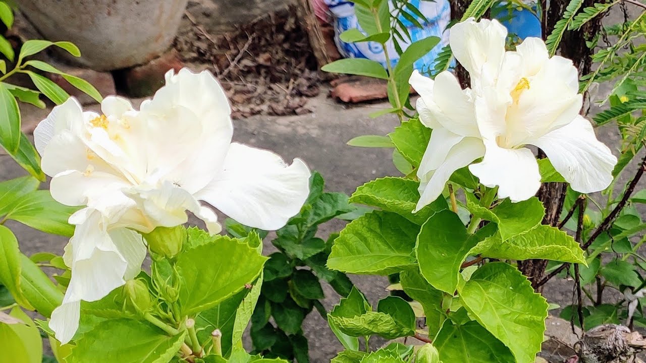White Hibiscus double petal flower blooms in my garden. - YouTube