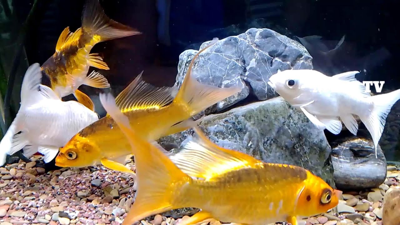 Mga alagang isda || OFW life Hong Kong - YouTube