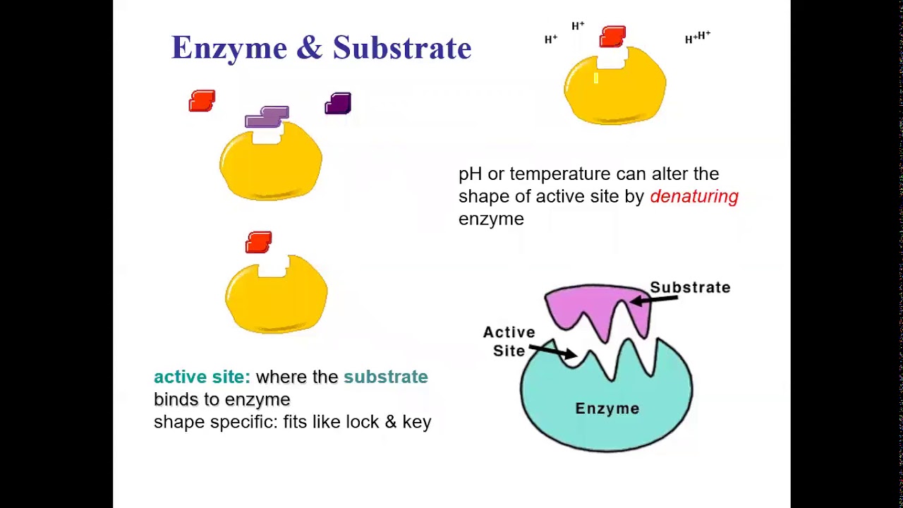 Chapter 8: Enzymes - YouTube