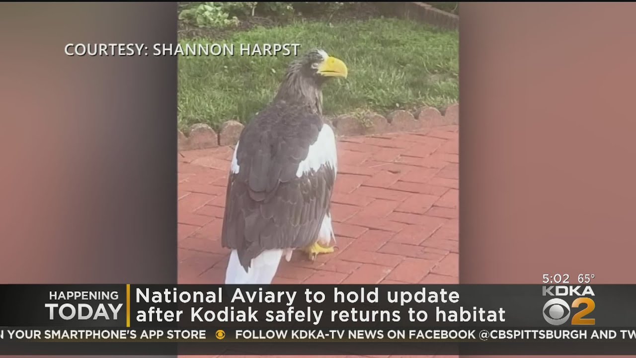 Kodiak, The Steller's Sea Eagle Safely Found - YouTube