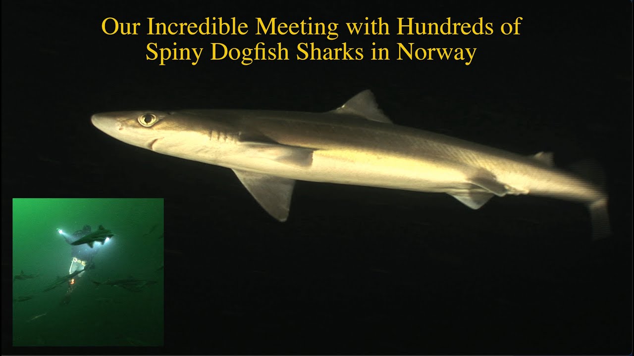 Our Incredible Meeting with Hundreds of Spiny Dogfish Sharks in Norway ...