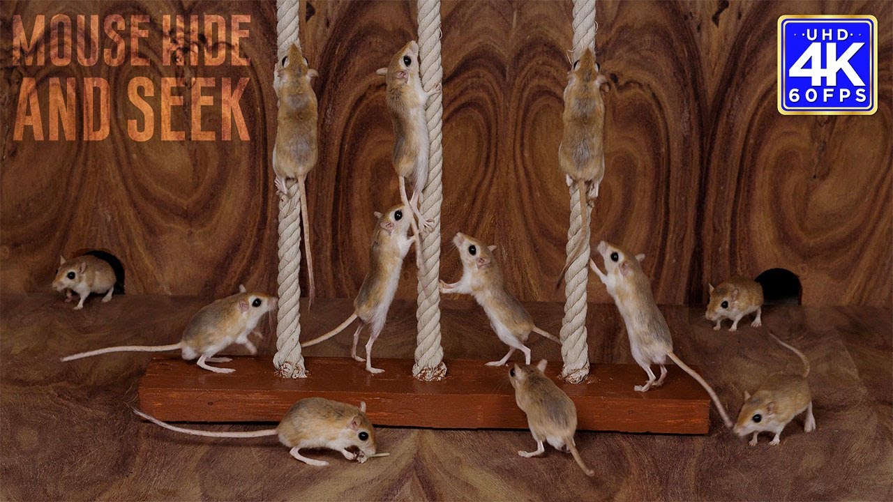 Cat TV | Mice Hide & Seek and Rope Climbing at Jerry’s Mouse House | 8 ...