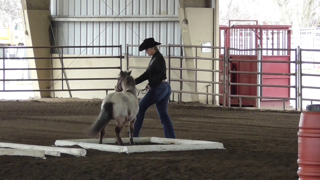 Madelyn In Hand Trail - YouTube