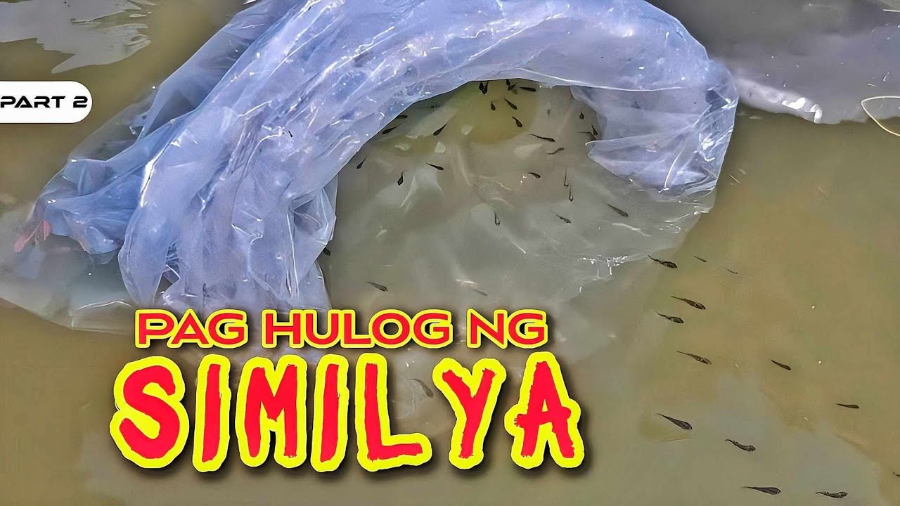 P2-Paghulog ng Similya ng Isda sa Palaisdaan - EP1100 - YouTube