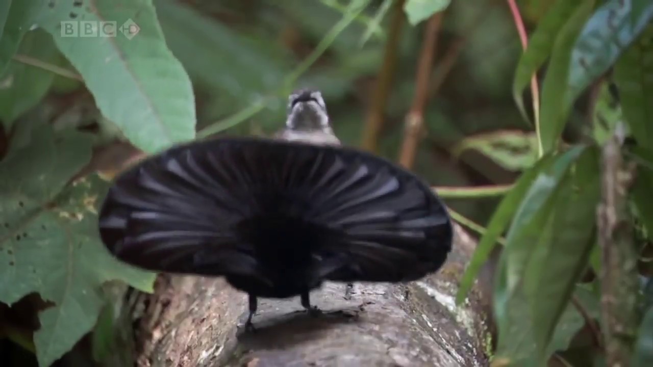 disco bird of paradise - YouTube