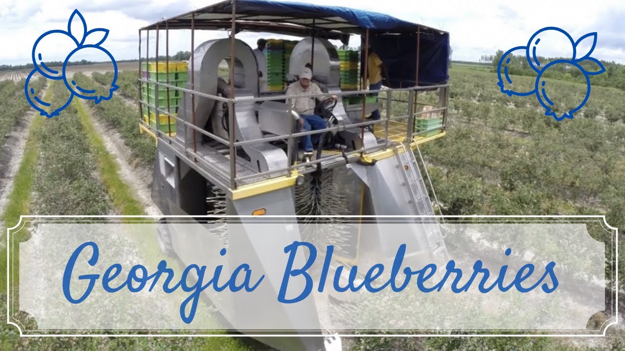 Georgia Blueberries - YouTube