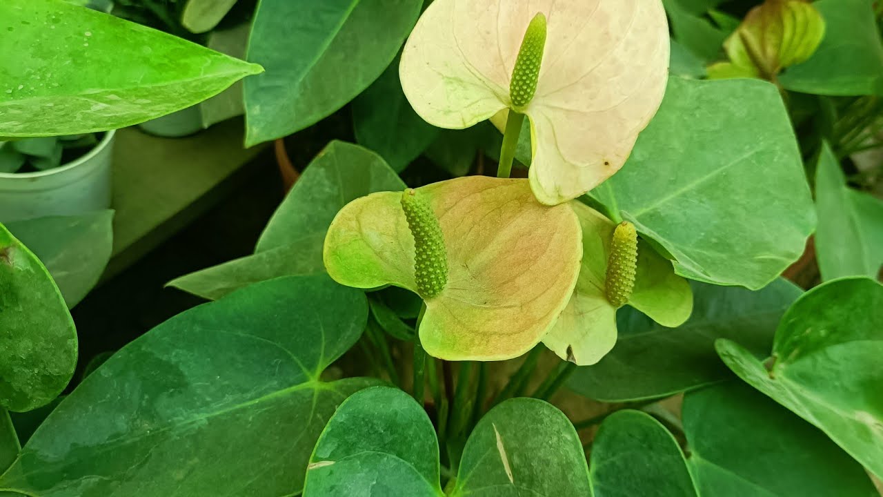 POOJA GARDEN is live - YouTube