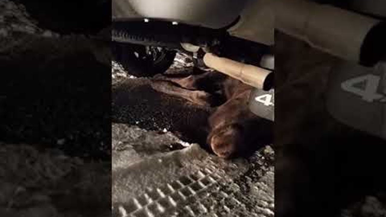 Moose Gets Stuck Under a Truck || ViralHog - YouTube