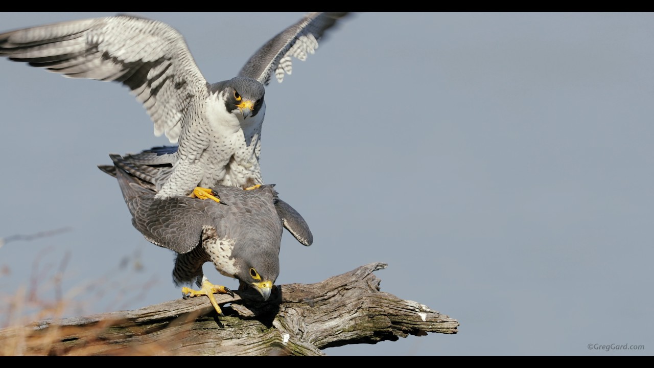 Peregrine Falcons mating - YouTube
