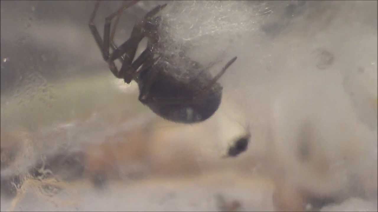 Spider Web Hard Boiled Eggs