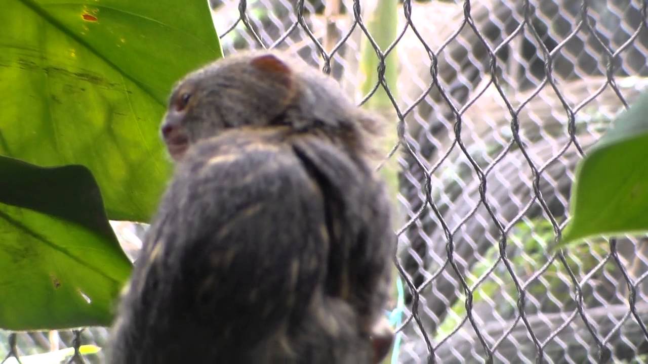 El mono más pequeño del mundo, el mono tití pigmeo - YouTube