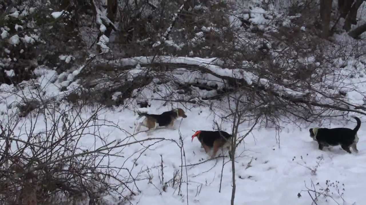 Skyview's Beagles Rabbit Hunter Pipe Yard Under Fence - YouTube