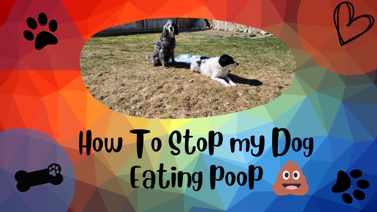 Remedies to STOP Your Dog From Eating Poop 💩 - YouTube